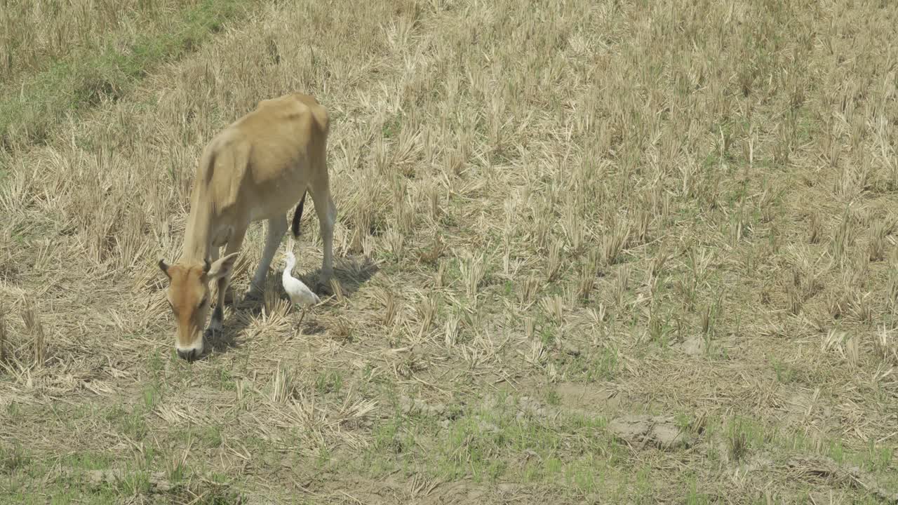 A Young Bull With A White Bird Friend Eating Grass In Goa Resort Field ...