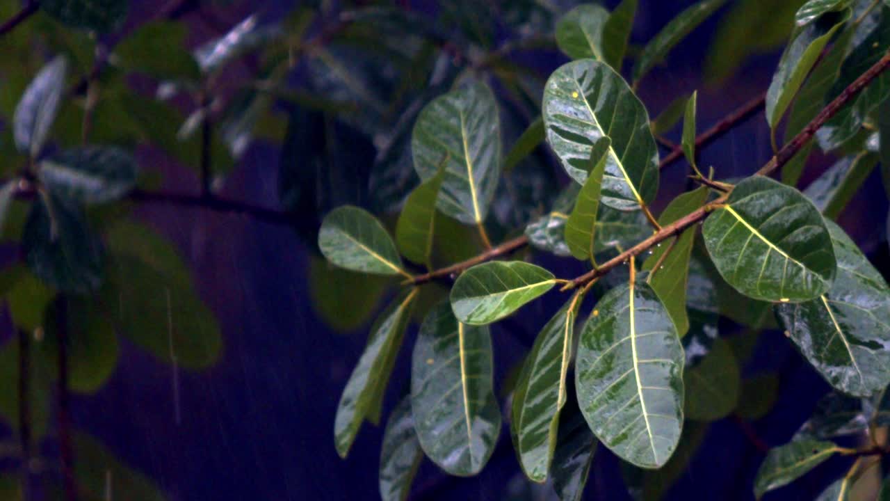 Footage Of Beautiful Green Bushes Moving Slowly In The Wind That Are ...