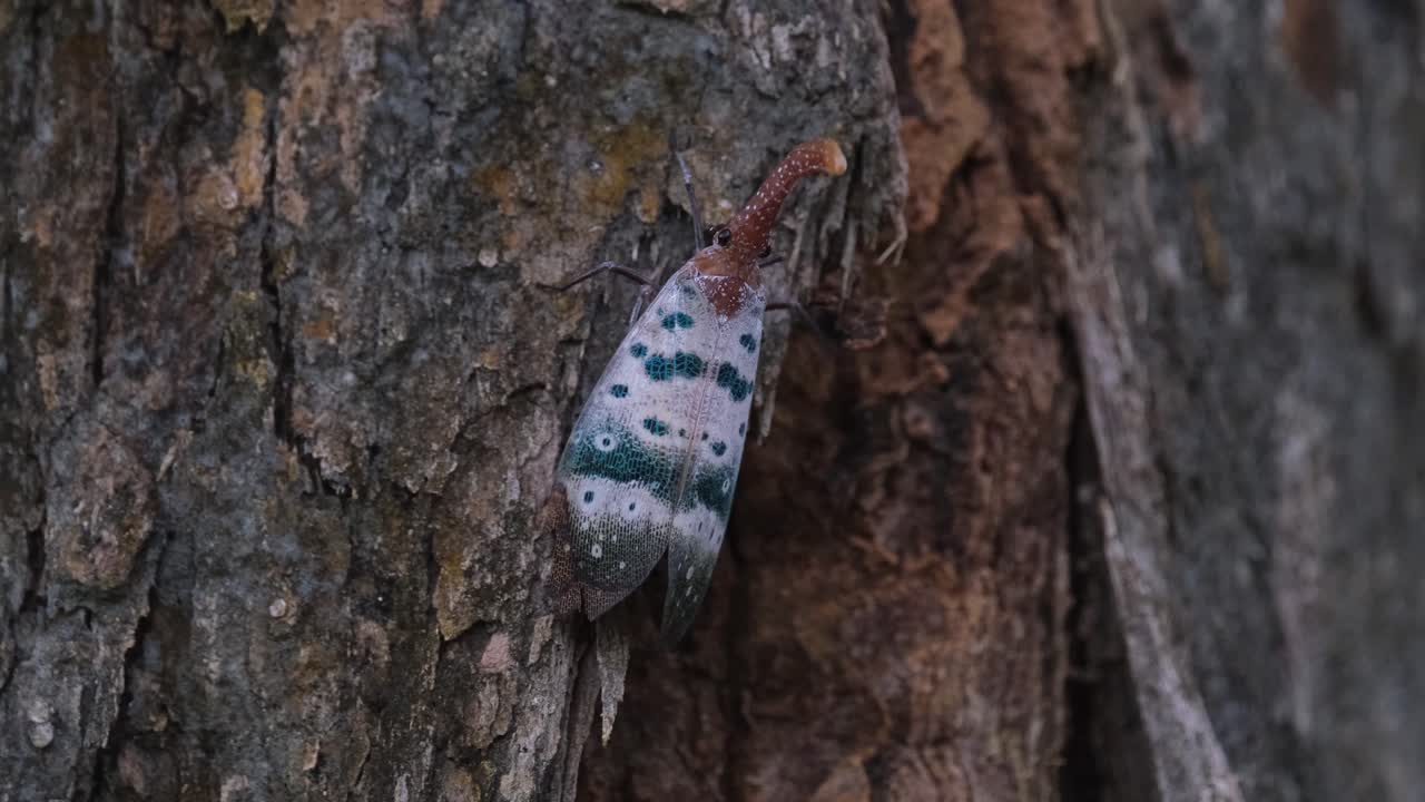 Moving To The Right On The Bark Of The Tree In The Jungle, Lantern Bug ...