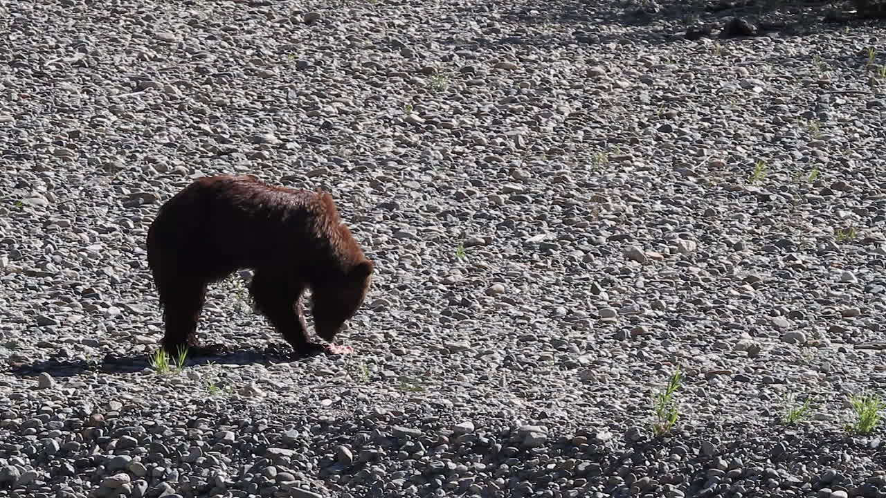 Lone Grizzly Bear On Gravel Bar Rips Apart Free Stock Video Footage ...