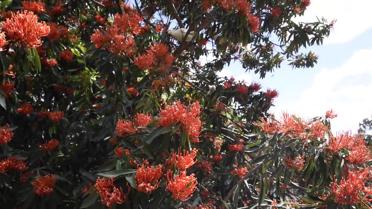 Premium stock video - Large tree full of bright red flowers