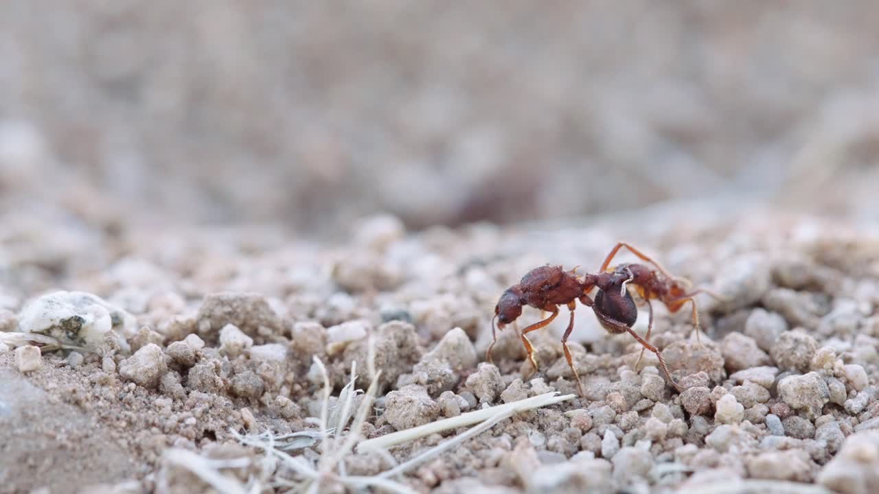 Leafcutter Ant Major Grappling With Mated Dealate Queen- Ground Level ...
