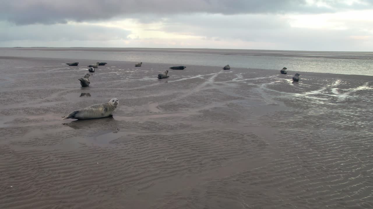 Seals In Group Laying In Sandy Beach During Cloudy Day In Texel Wadden ...