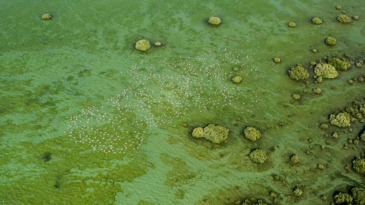 4K: Top View Of Umm Al Quwain Stunning Mangrove Beach Located In The ...