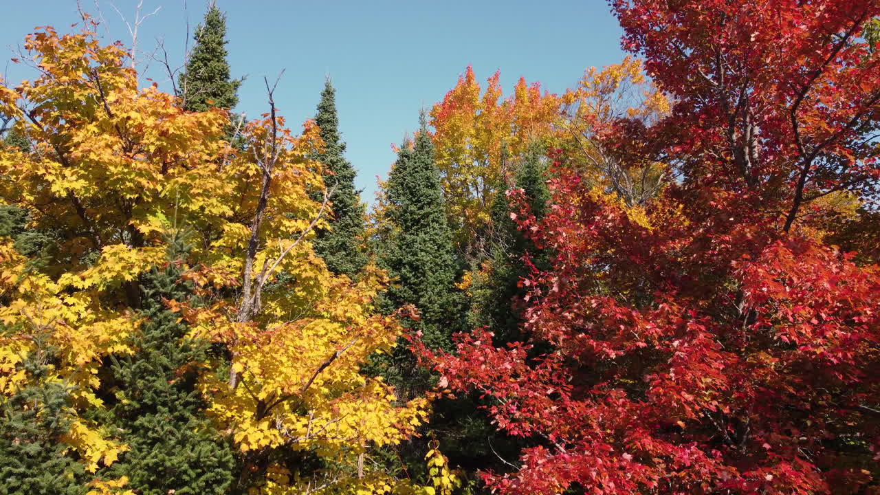 Premium stock video - Aerial riser through tree canopy in woods reveals ...