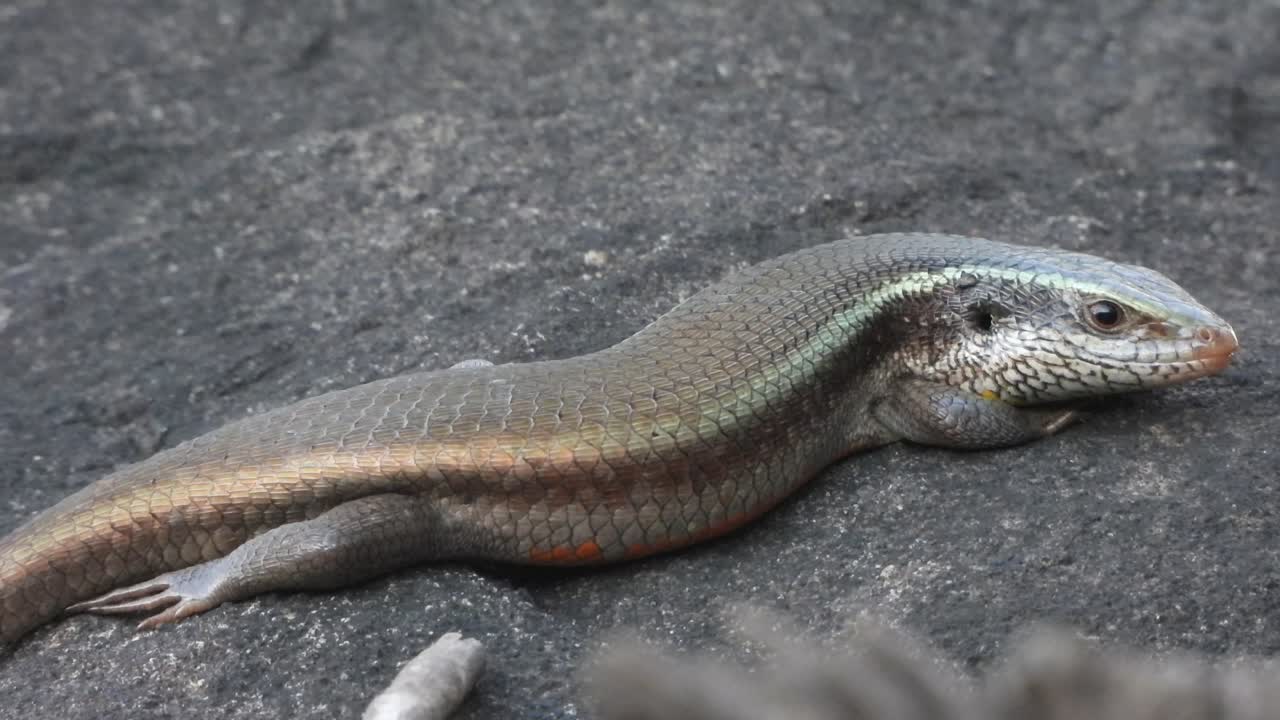 Premium stock video - Long-tailed sun skink -legs -relaxing .rock
