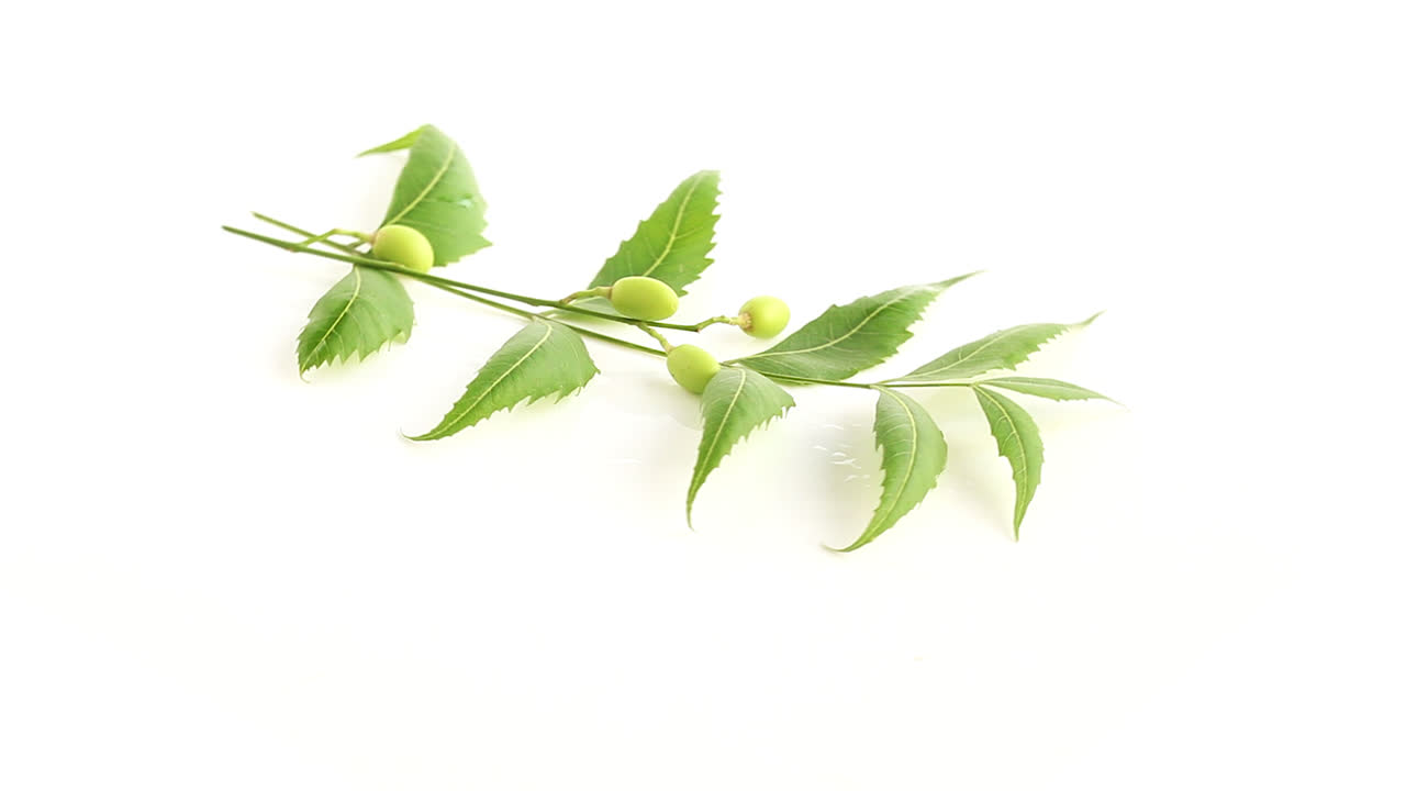 A Single Strand Of Neem Leaves Leaflets And A Bunch Of Fruits Seeds ...