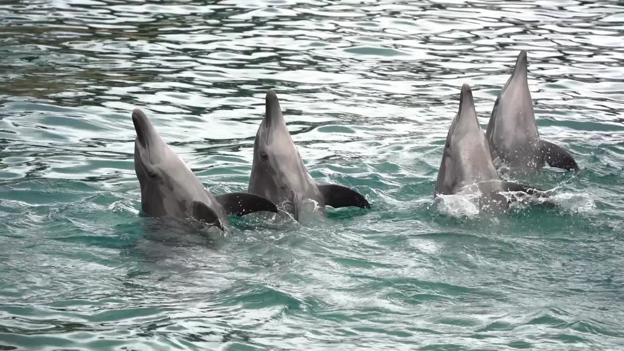Premium stock video - Captive common bottlenose dolphin, tursiops ...