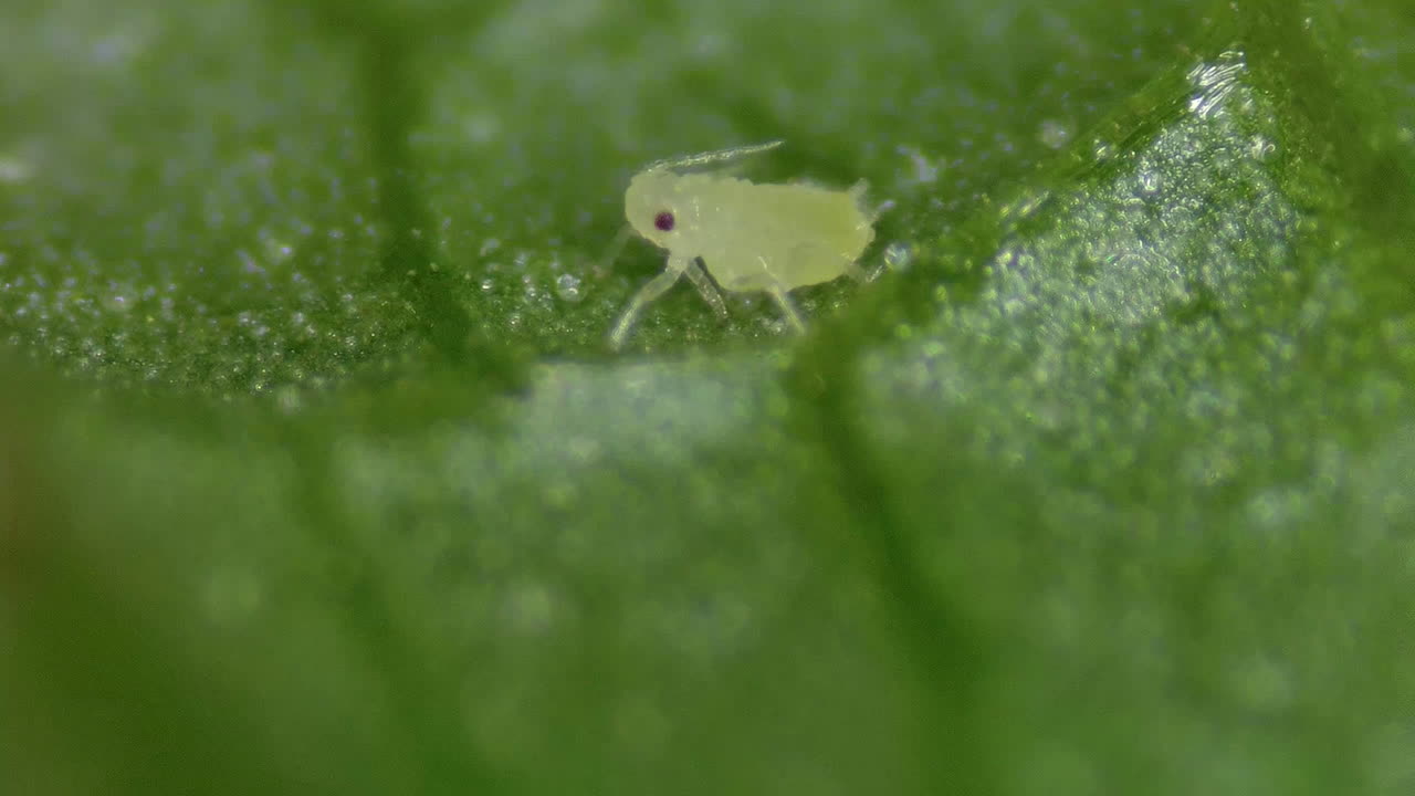 Microscopic Russian Wheat Aphid Insect On Detailed Plant Green Leaf ...