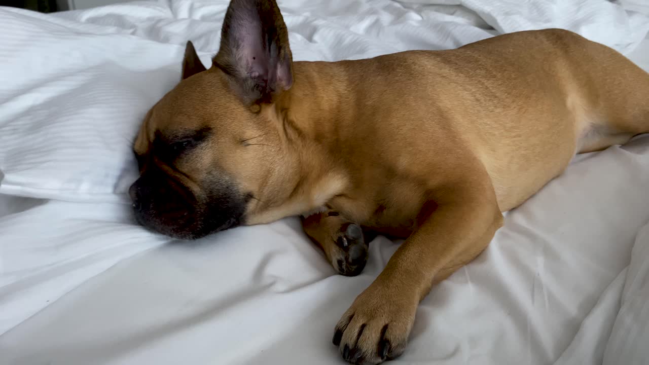 Sliding Shot Of Pug Dog Having A Siesta An Resting In Bed On A Pillow ...