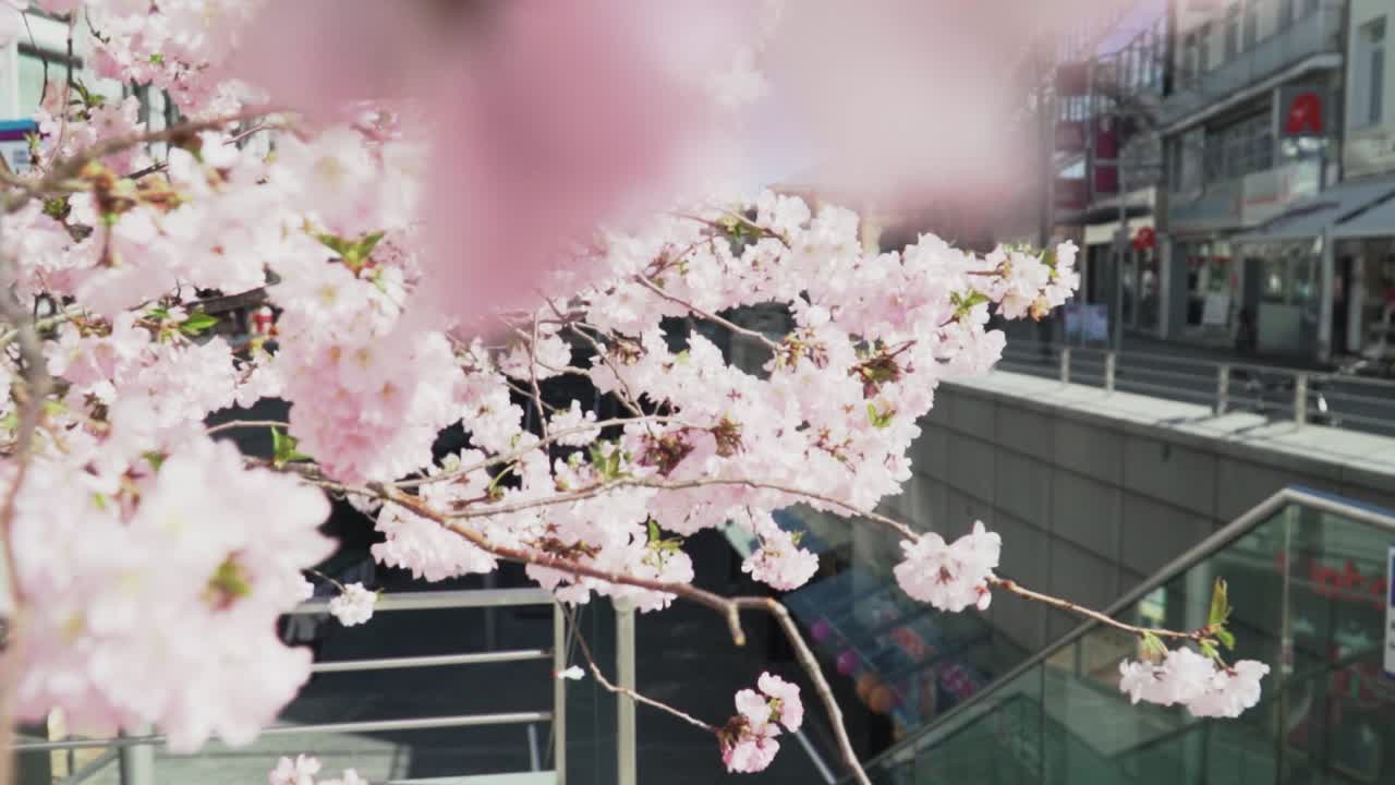 Premium stock video - Close up slow motion of flower at kropke city ...