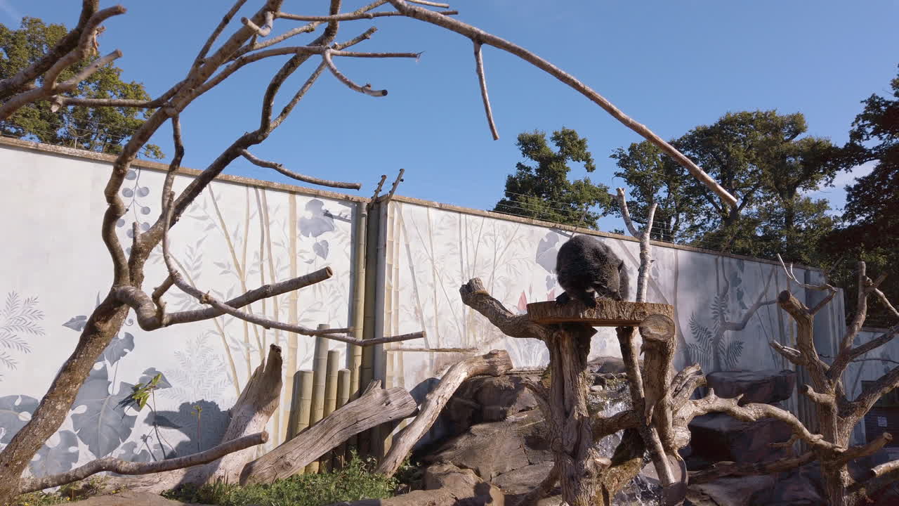 Binturong Sitting On A Tree Branch Exploring It's Enclosure At A ...