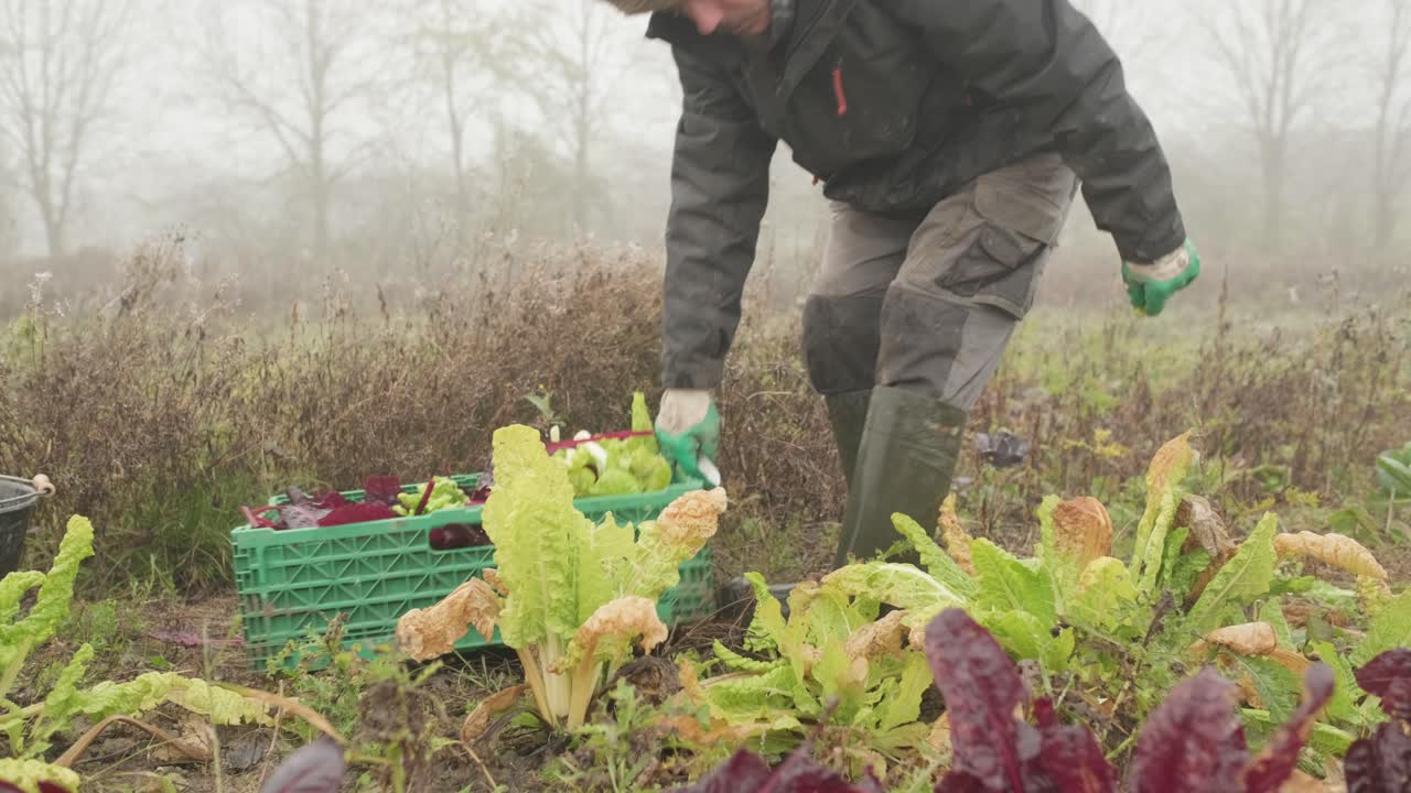 Young Farmer Harvesting Internal Seasonal Farm During Cold Weather ...