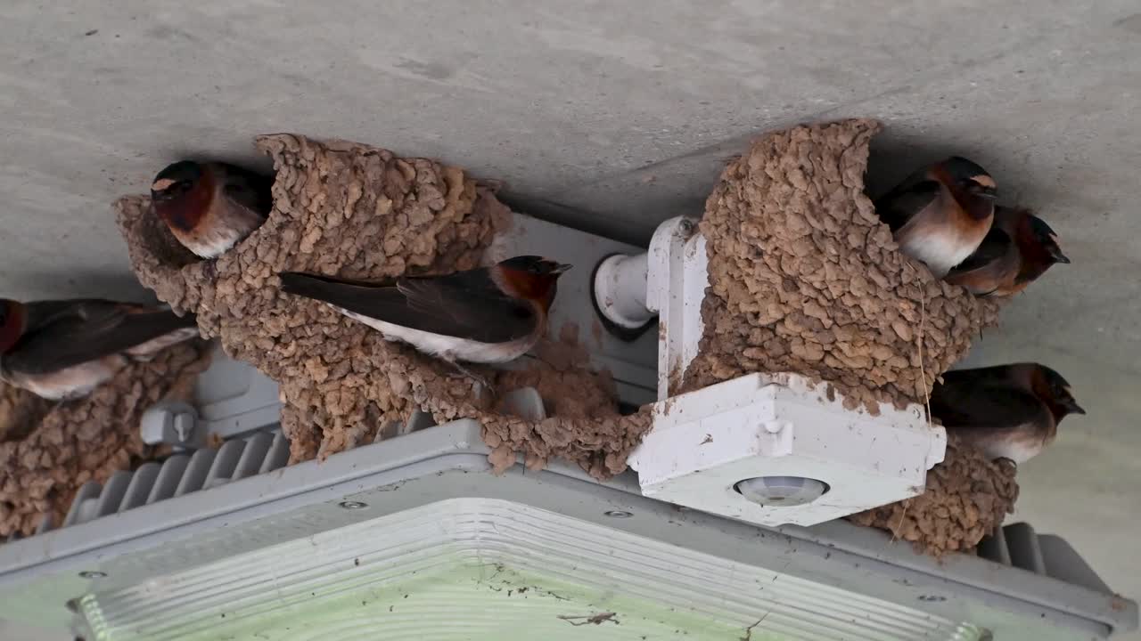Premium stock video - Barn swallows in mud huts, ohio