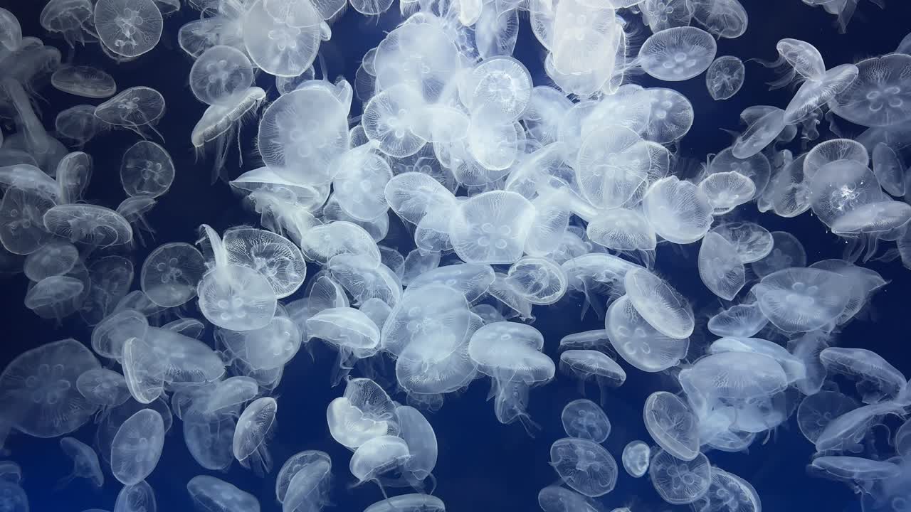 Premium stock video - White translucent jellyfish swimming in an aquarium
