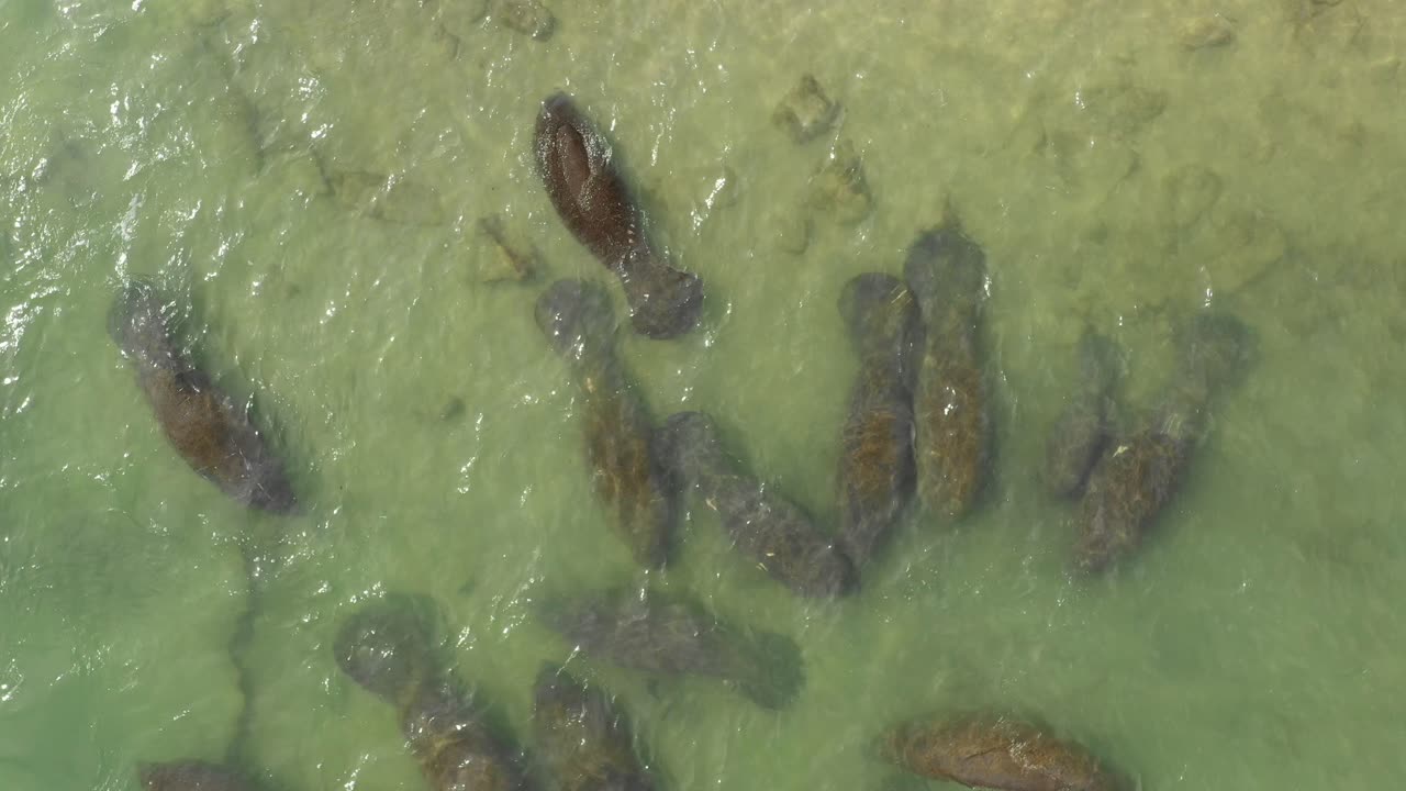 Premium stock video - Manatees in warm shallow water closeup overhead ...