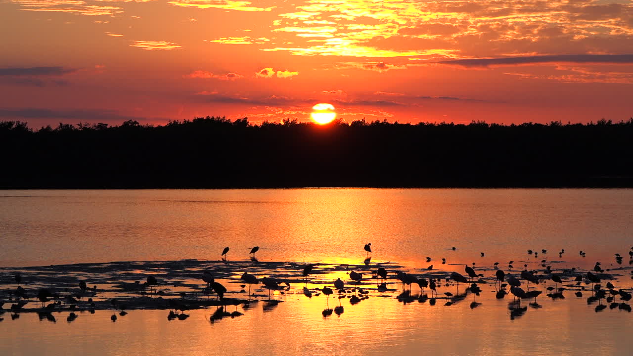 Premium stock video - Shorebirds at sunset along the wetlands of ...