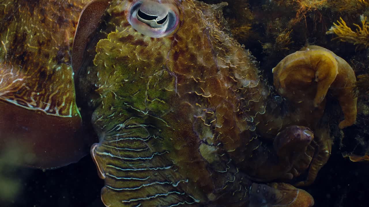 Premium stock video - Giant australian cuttlefish sepia apama migration ...