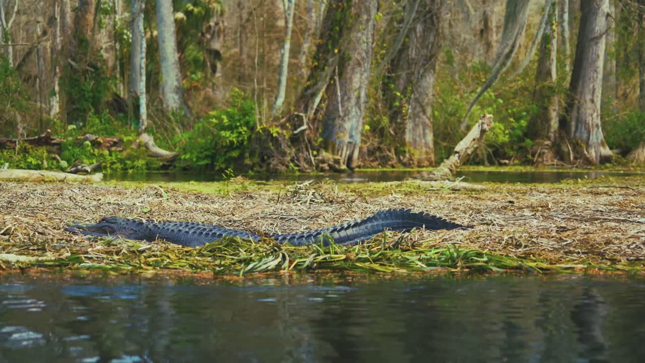 An Alligator In The Famous Florida Everglades Close To Miami Is ...
