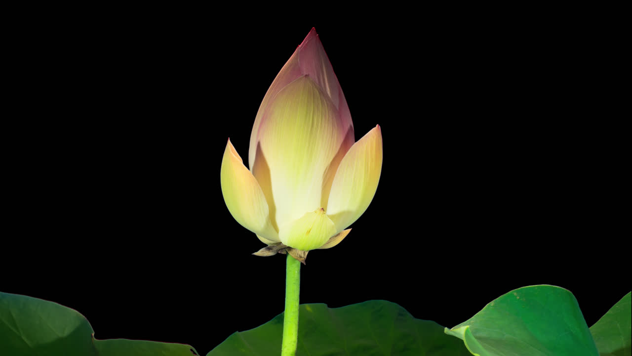 Premium stock video - Lotus flower time lapse with alpha channel