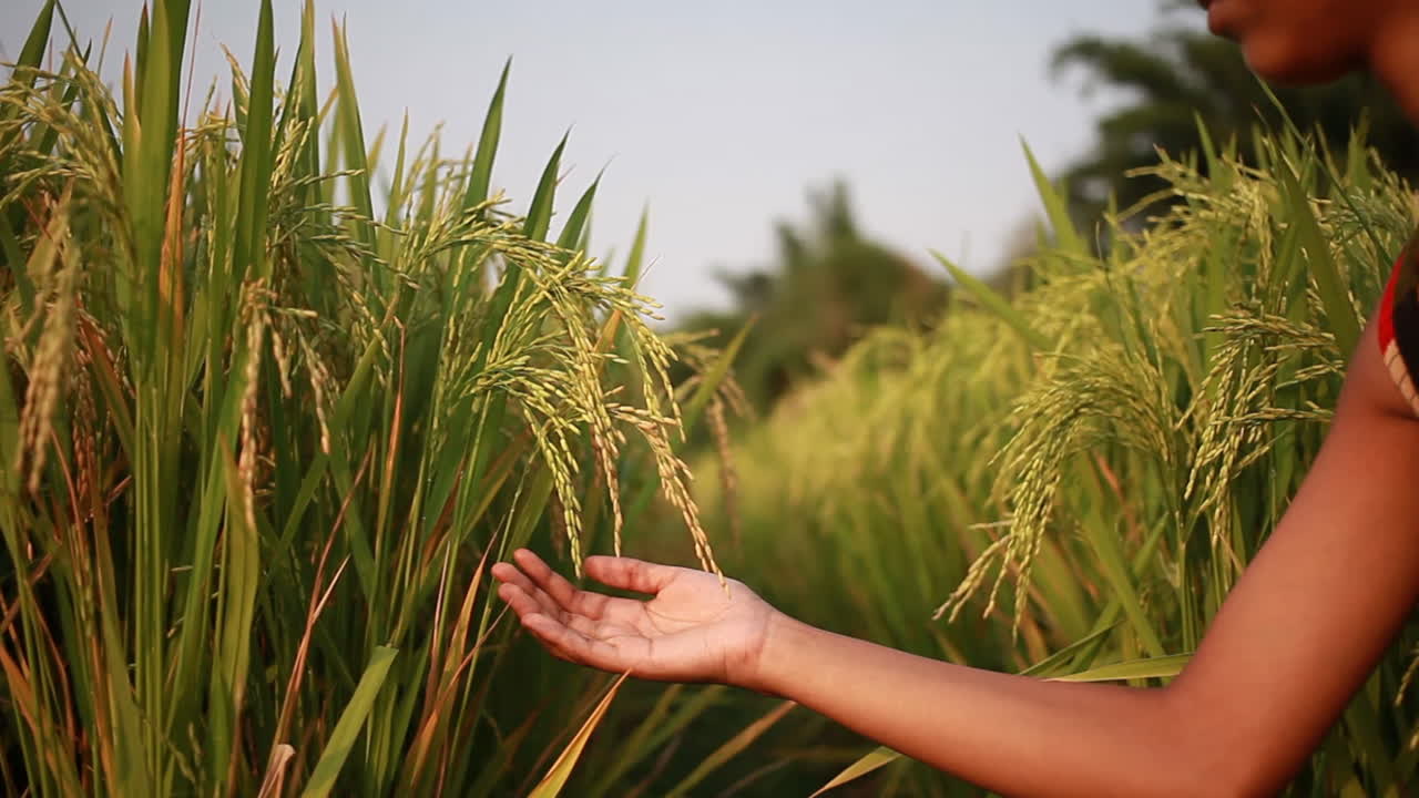 Organic rice farming in india Premium Stock Video Footage