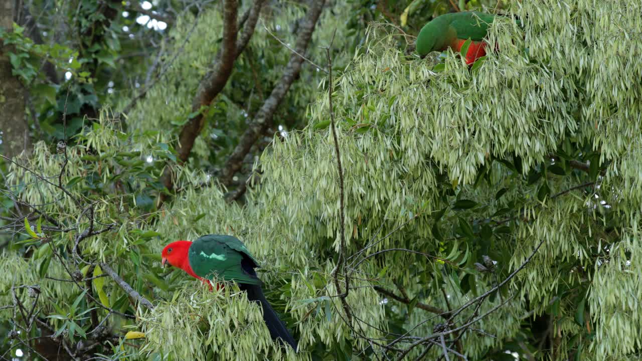 Premium stock video - Pair of australian king-parrots calmly consuming ...