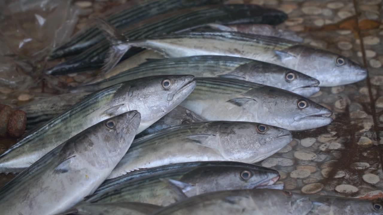 Premium stock video - Cakalang fish of skipjack tuna placed on the ...