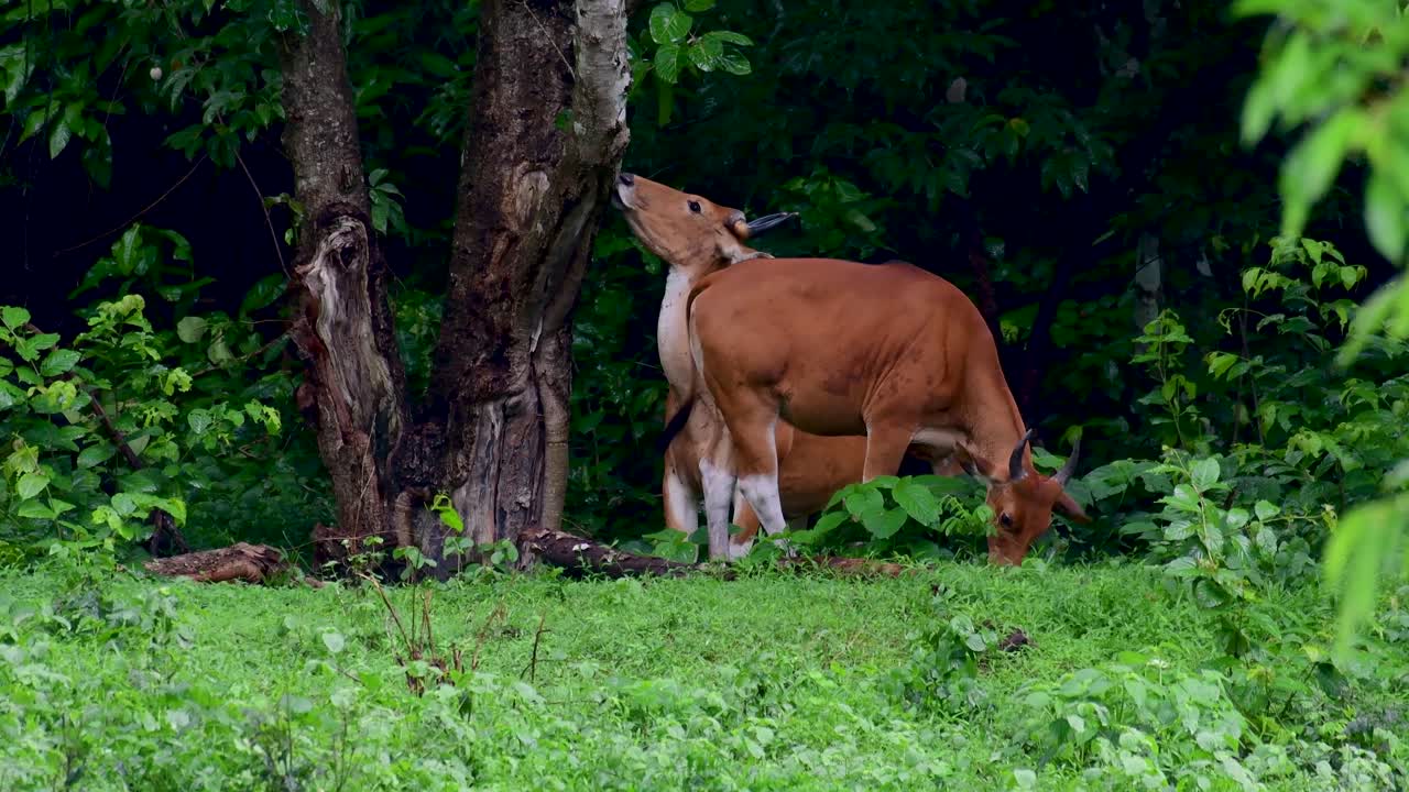 Premium stock video - The banteng or tembadau, is a wild cattle found ...