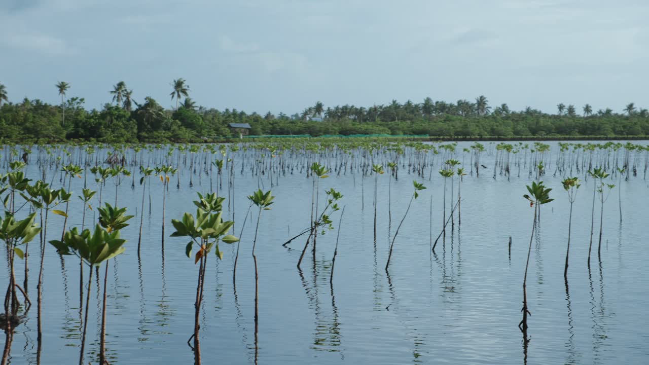 Small plants rising up through the water in the mangrove swamp on ...