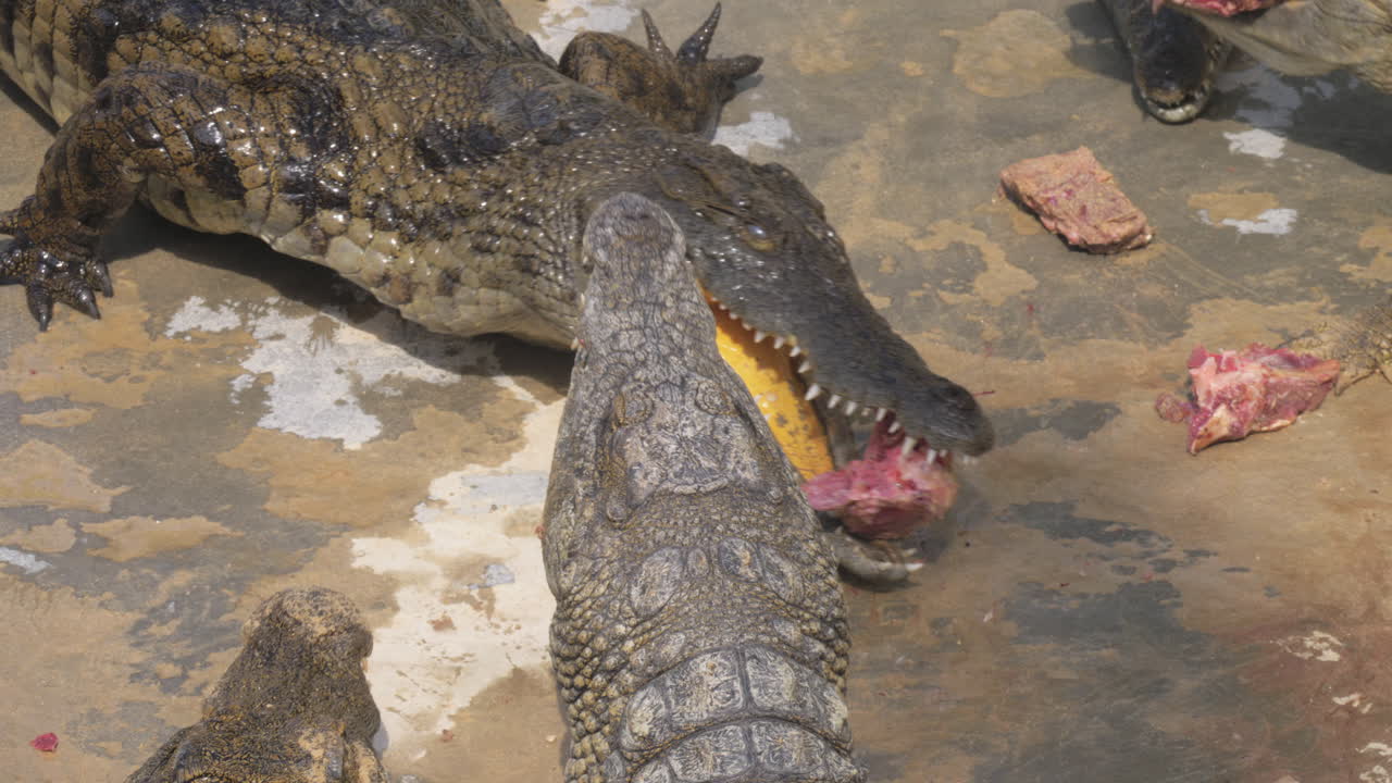 Premium stock video - Hungry crocodiles eating meat near the pool