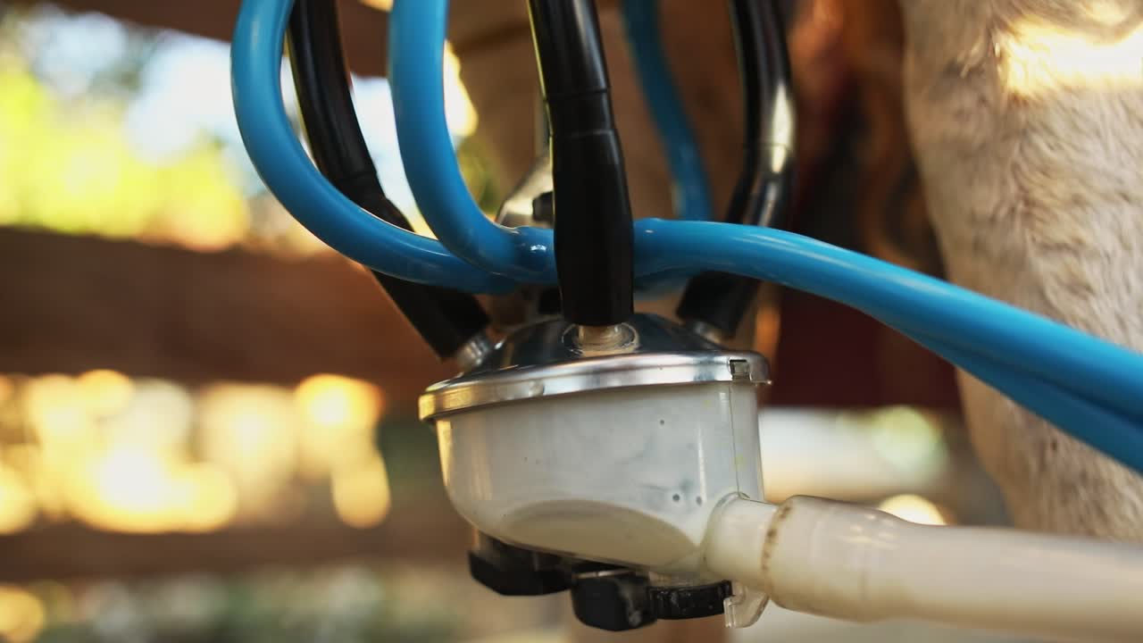 Close Up Shot Of A Milking Machine Extracting Milk From A Dairy Cow On ...