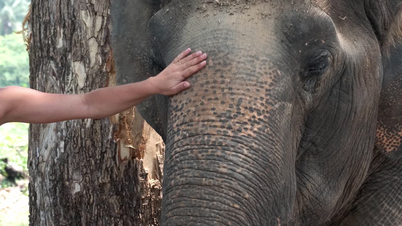 A hand strokes an Indian Elephant , close up shot | Premium Stock Video ...