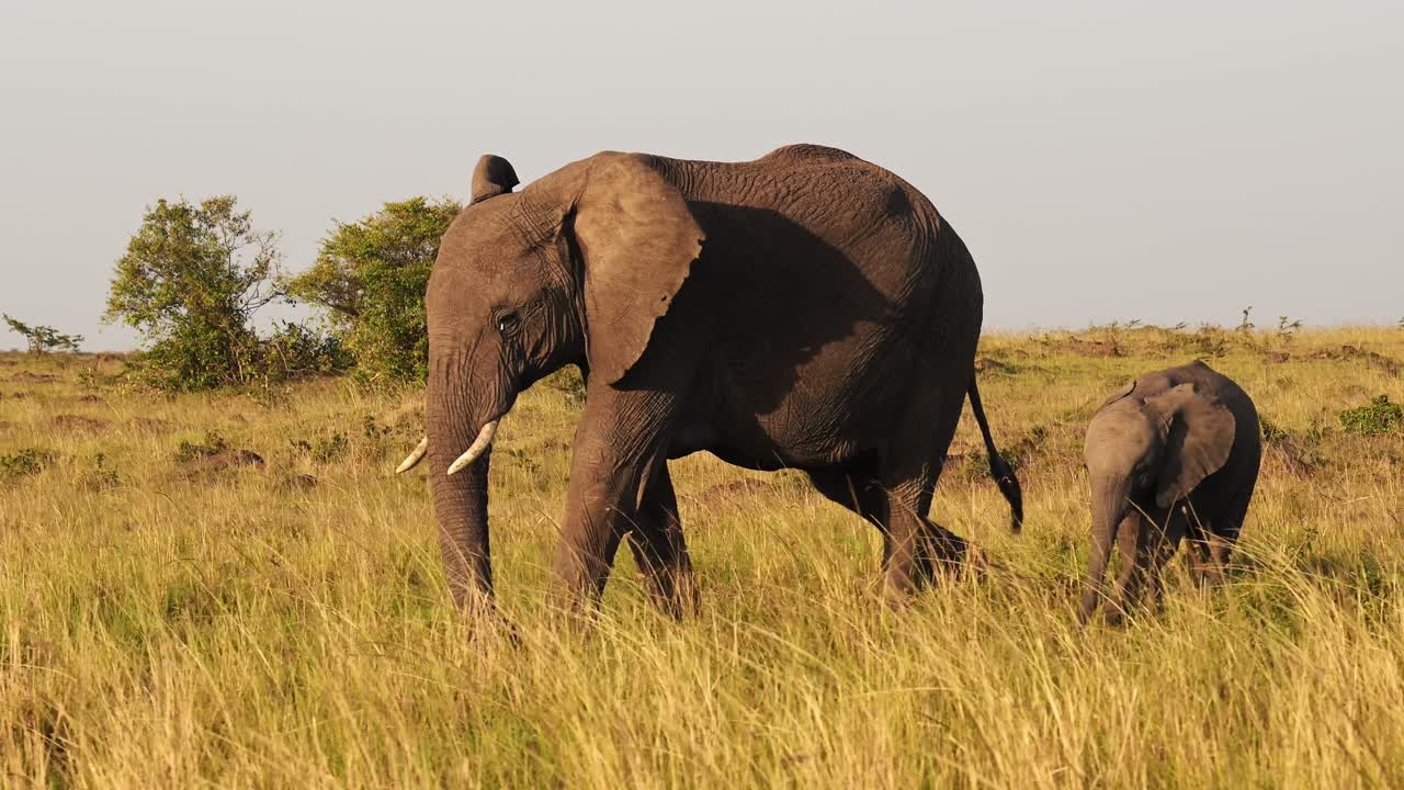 Baby Elephant And Protective Mother Trumpeting With Trunk In The Air ...