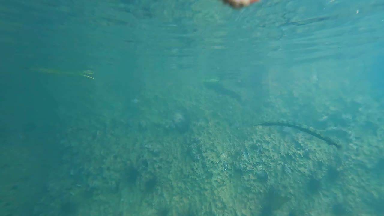 Premium stock video - Underwater view of solo needlefish or long tom in ...