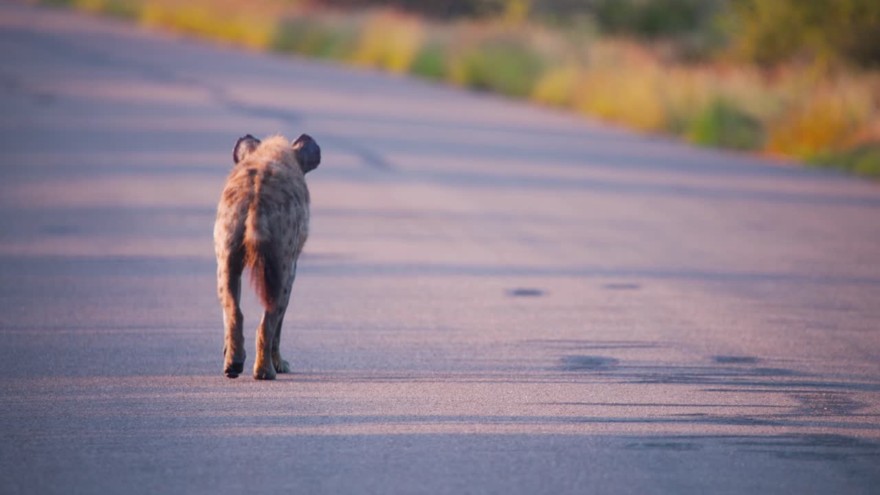Premium stock video - Backside of spotted hyena walking on savannah ...
