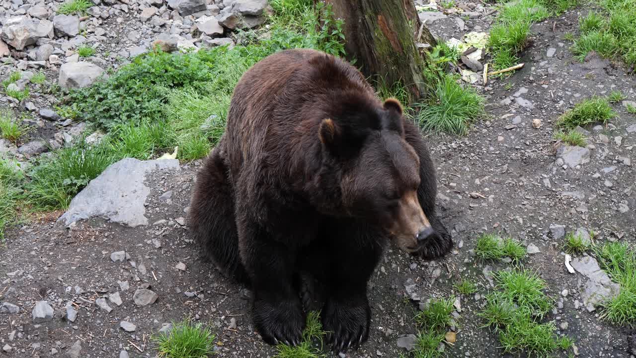 Premium stock video - Brown bear eating a piece of meat, alaska