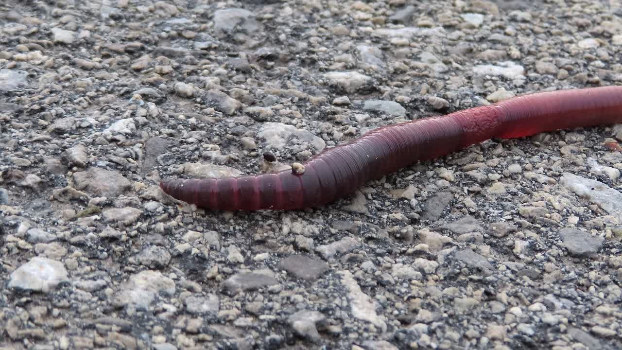 Premium stock video - Macro of earthworm on asphalt - worm moving on ...