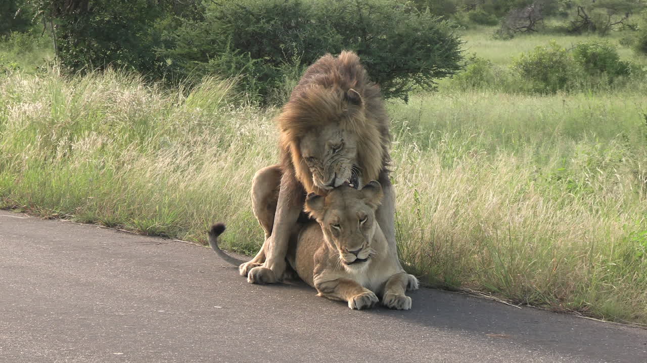 Premium stock video - Lions matting on road in african savanna