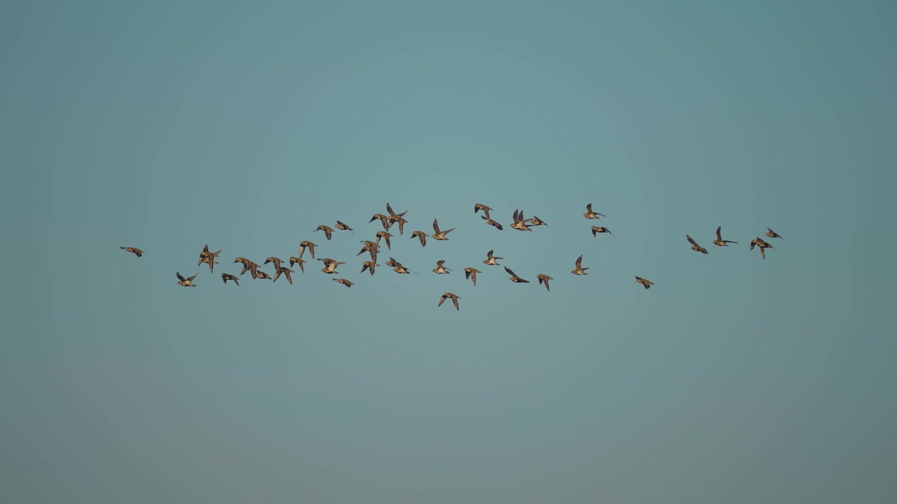 A flock of birds in the bleak autumn sky | Premium Stock Video Footage