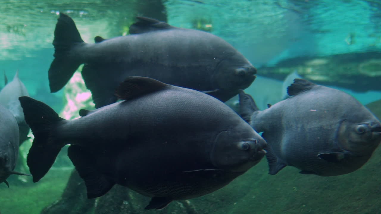 Myleus Pacu Big Fish From The Amazon Swimming Around A Flooded Forest ...