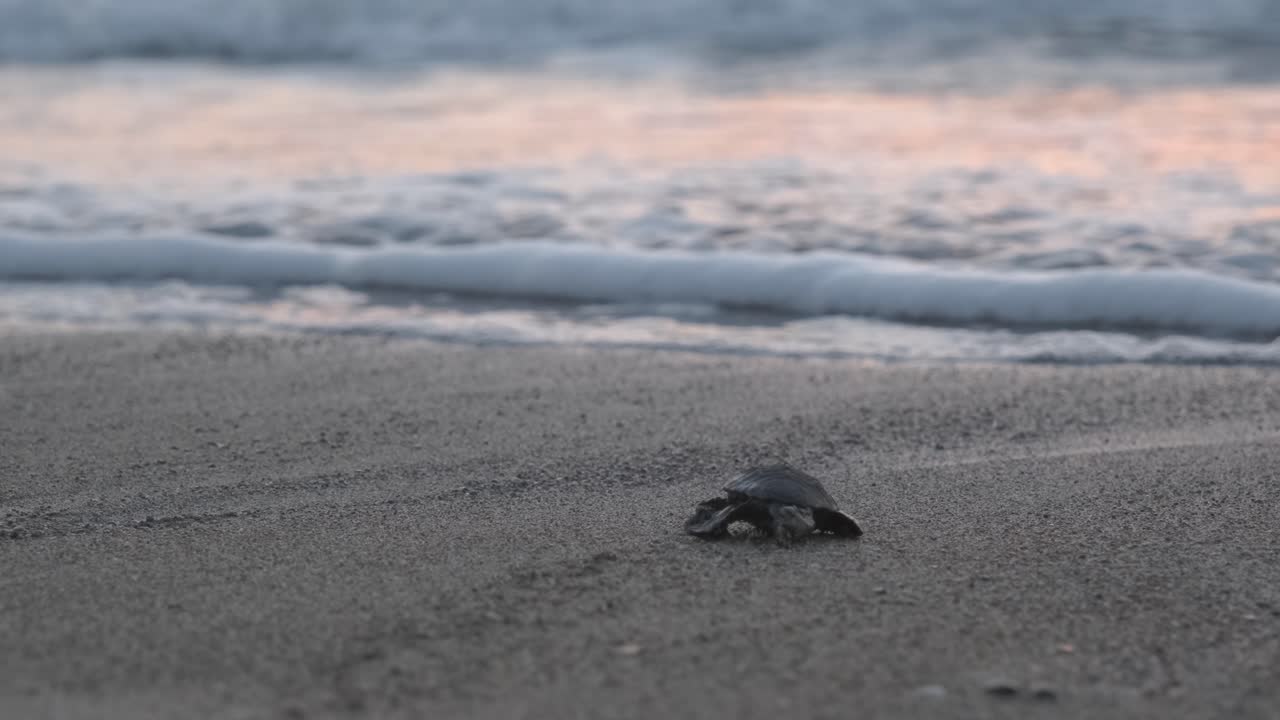 Vidéo de stock Premium - Un bébé tortue de mer caretta carreta rampe ...