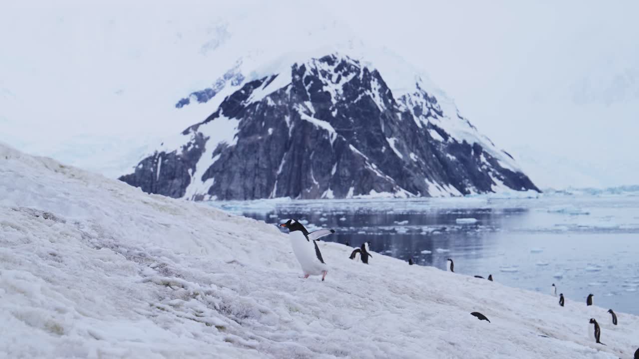 Cute penguin walking on antarctica wildlife trip, antarctic peninsula ...