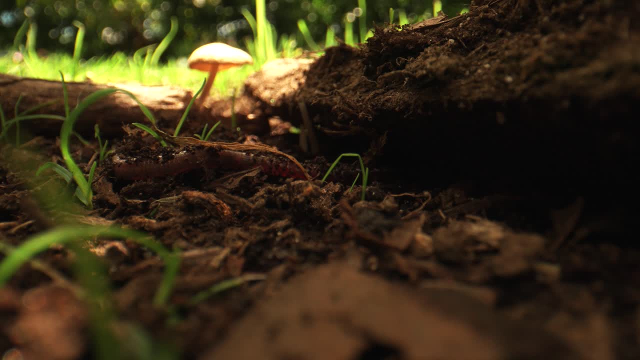 Worm wriggling under log and in the dirt beside a mushroom Premium ...