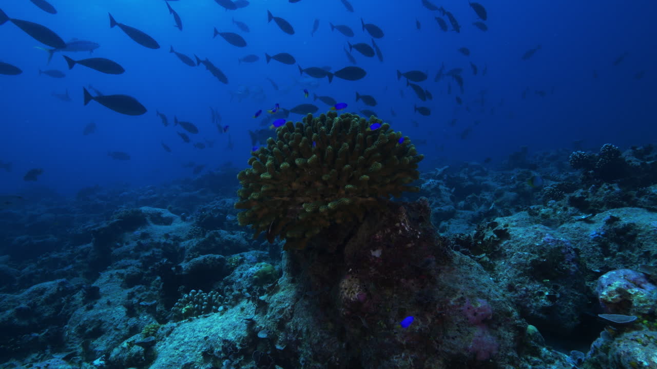 Vídeo Premium - Un increíble coral duro en el centro de la vida del ...