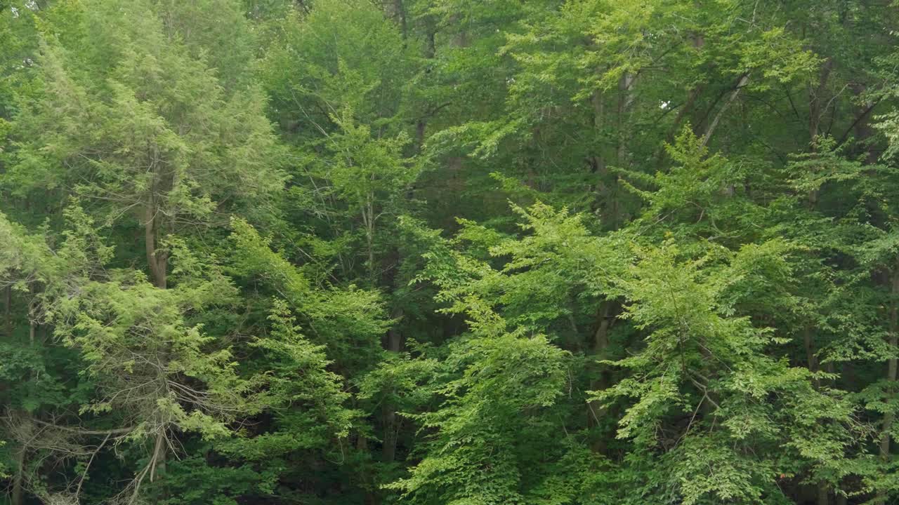 Forest grove in pennsylvania near wissahickon creek Premium Stock Video ...