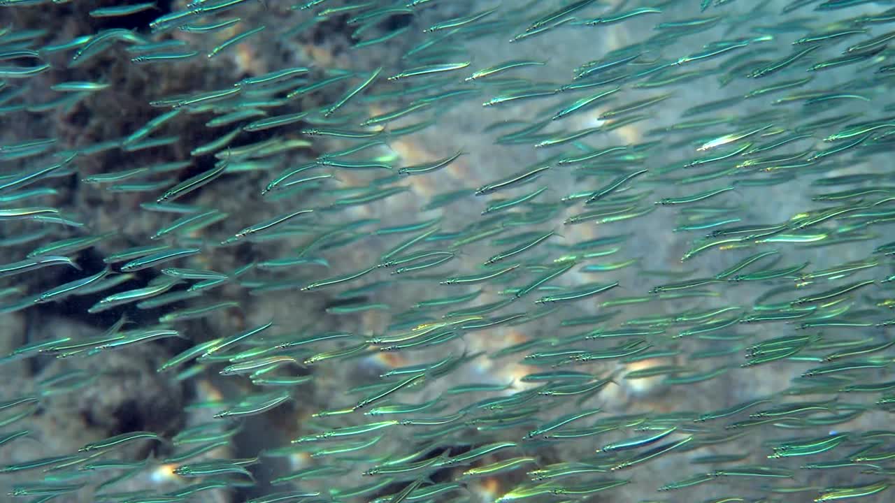 Silversides fish swimming among coral reefs. Underwater video of ...