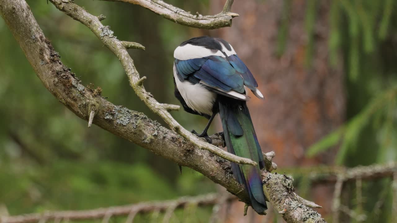 Eurasian Magpie Or Common Magpie (Pica Pica) Is A Resident Breeding ...