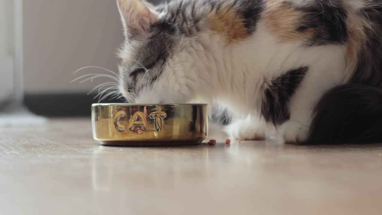 Premium stock video - Instant joy looking at a cat feasting on her food ...