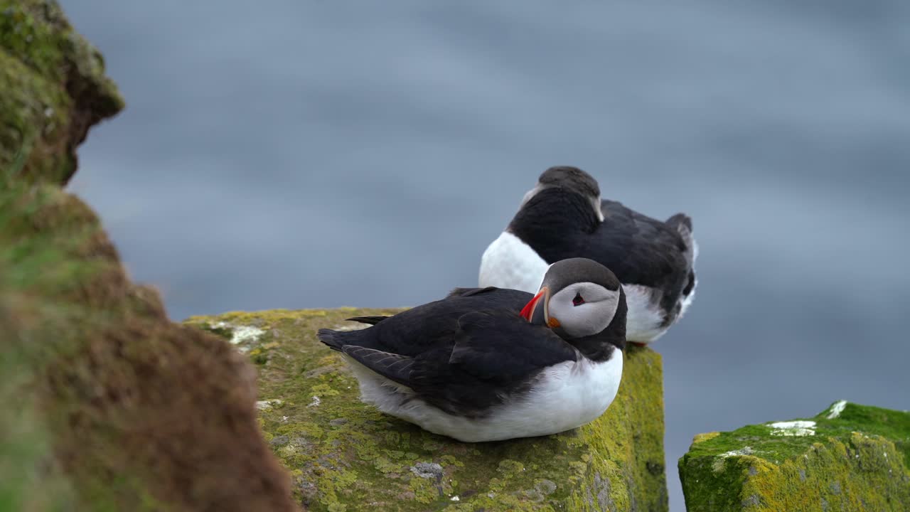 Pair of puffins resting on the mossy rocks with blurry water flowing on ...