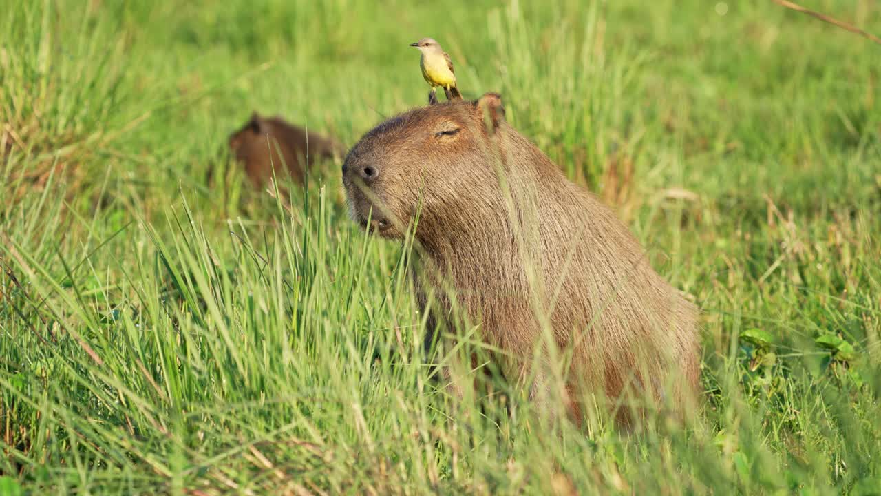 Cattle Tyrant bird perched and climbing up a capybara’s head while the ...